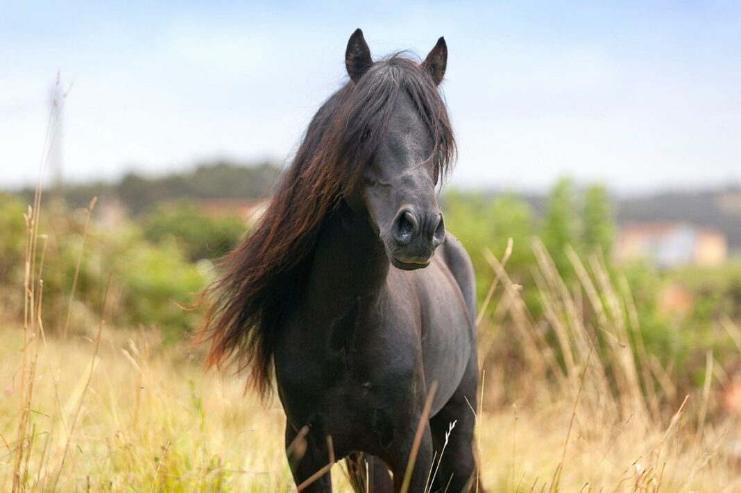 El caballo asturcón
